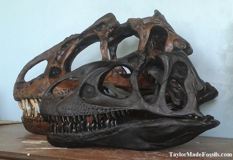 allosaurus skull