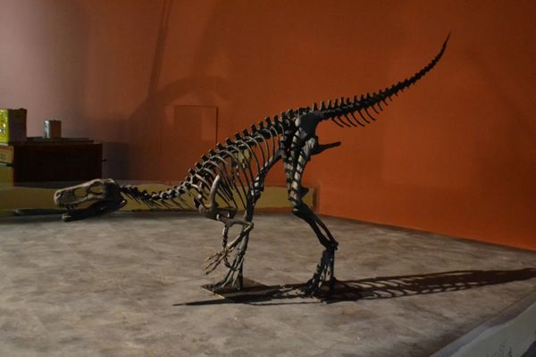 herrerasaurus skeleton