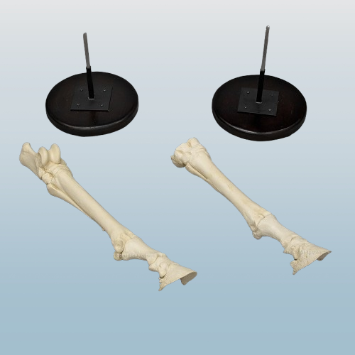 Horse Horse Fore Foot Cast Replica Bone Clones 2026 – BigfootCasts.com