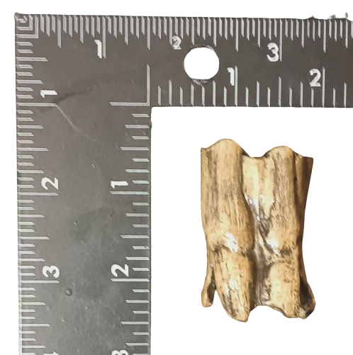 Bison antiquus tooth fossil cast replica – TaylorMadeFossils.com and ...