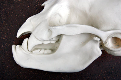Bat Desmodus rotundus, vampire bat skull profile cast replica ...