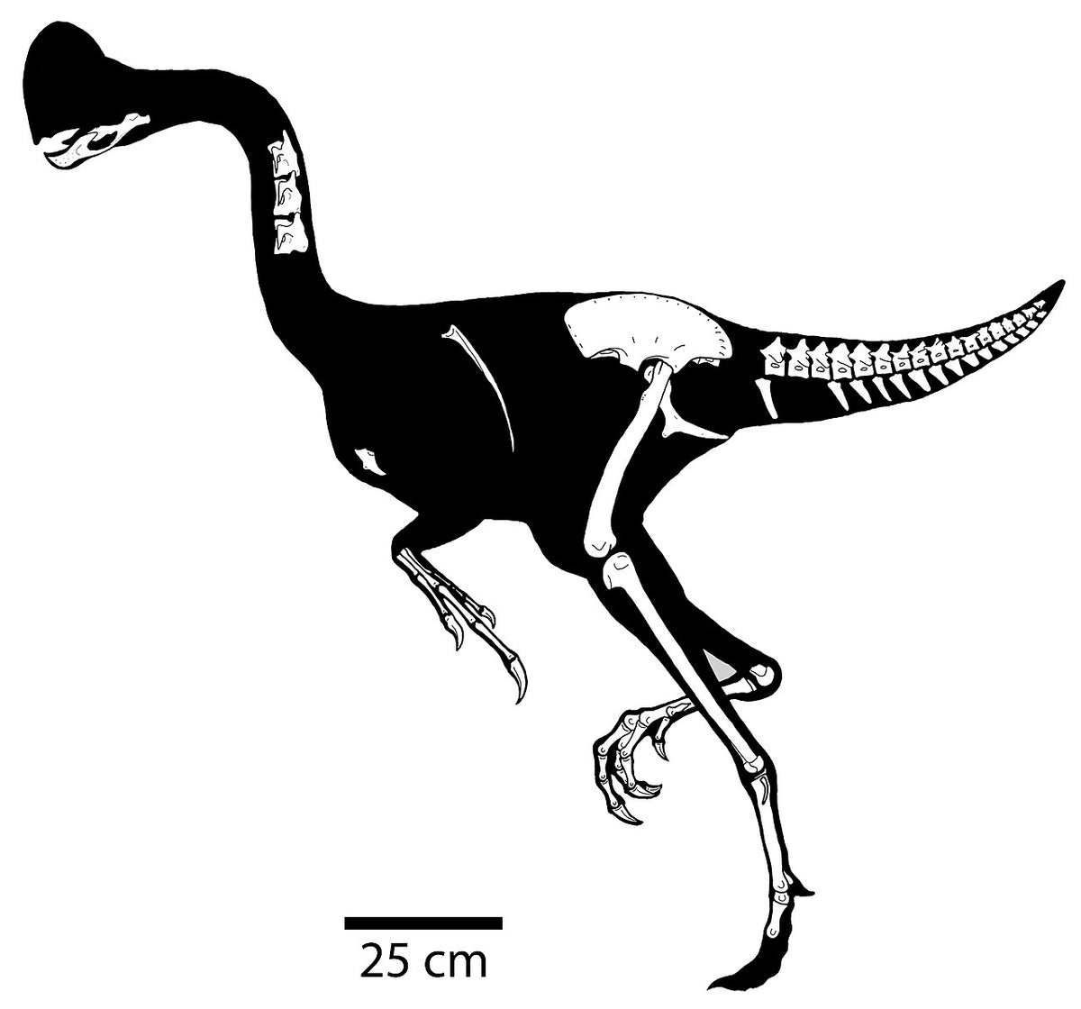Chirostenotes Dinosaur Foot Cast Replica – BigfootCasts.com