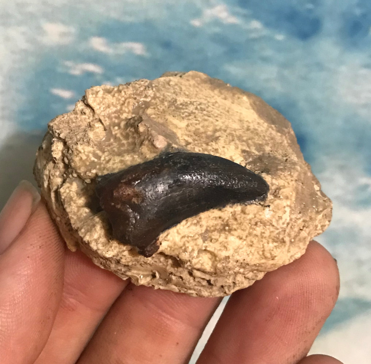 Allosaurus Tooth in Matrix #1 Dinosaur Fossil Tooth cast replica ...