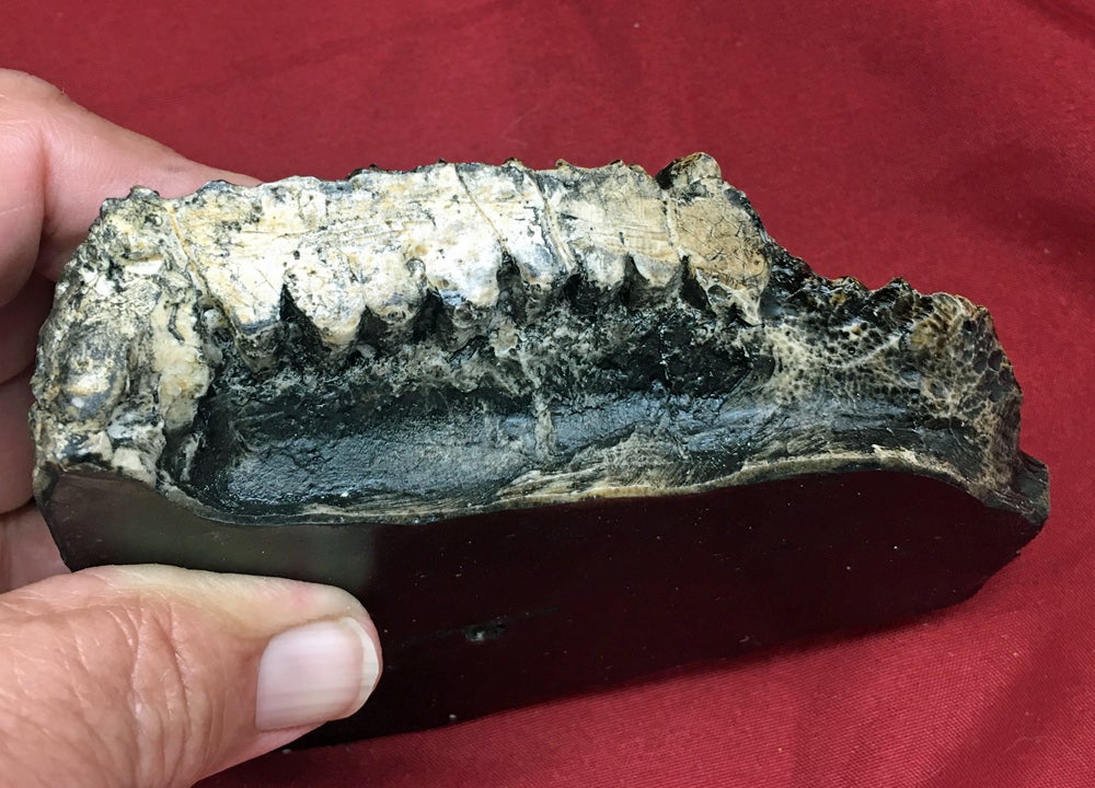 Edmontosaurus Tooth "Battery" Teeth. Cast Replica #3 Dinosaur ...