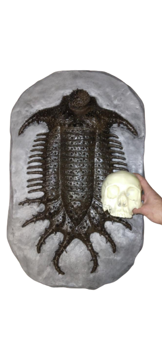 Terataspis grandis (Giant Trilobite) Cast Replica – TaylorMadeFossils ...