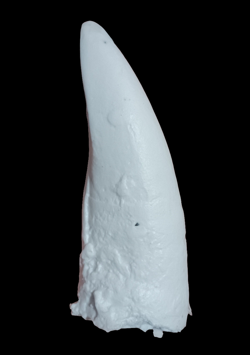 T.rex tooth 4" Tyrannosaurus Rex T.rex Fossil tooth for sale Cast Repl ...