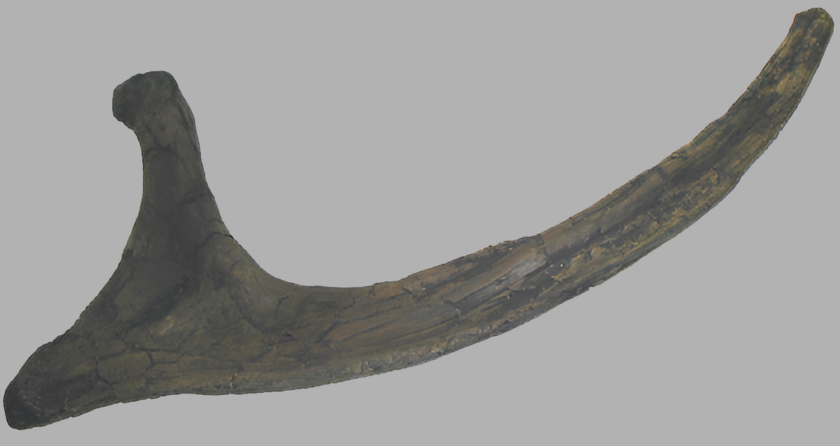 T.rex rib cast replica #2 Hank the T-Rex Trex – TaylorMadeFossils.com ...
