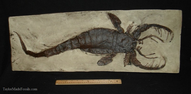 Eurypterid Cast (unpainted) Replica #2 - Mixopterus giant Eurypterid ...