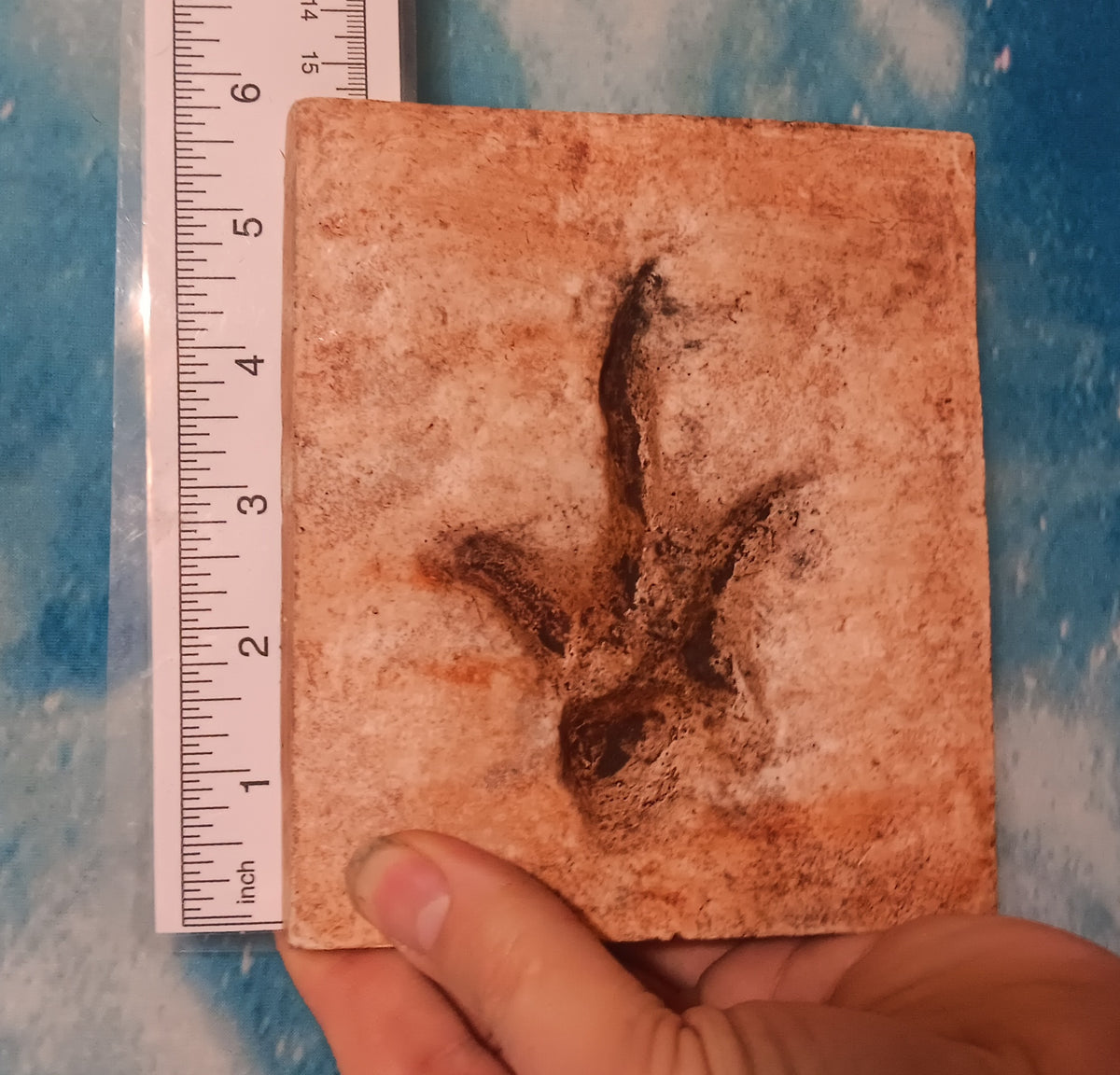 Anomoepus Dinosaur Footprint Track Cast Replica Carnosaur Jurassic Vir ...