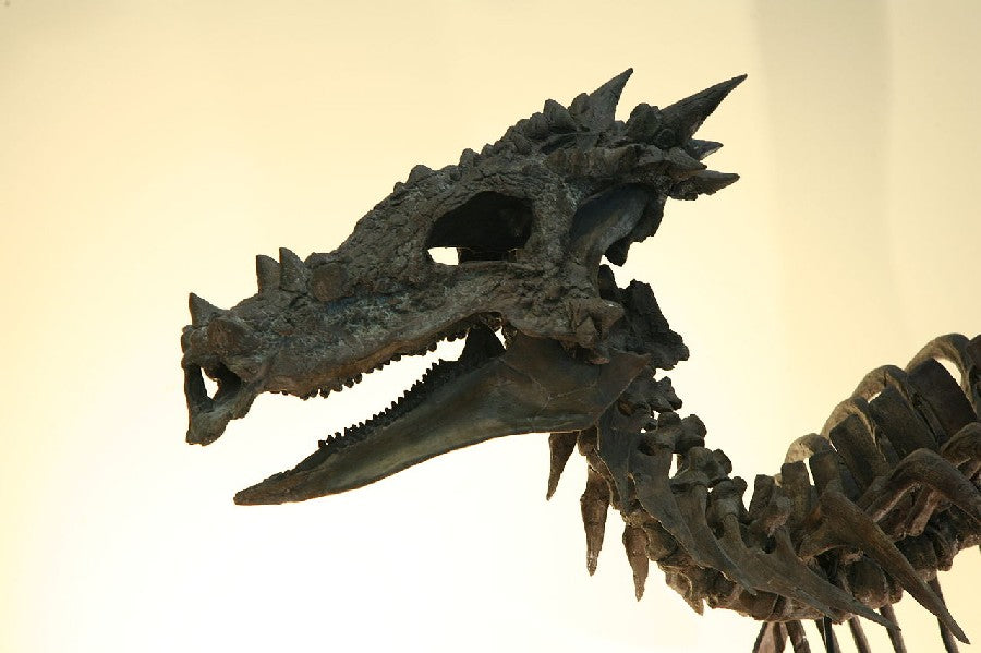 dracorex skeleton