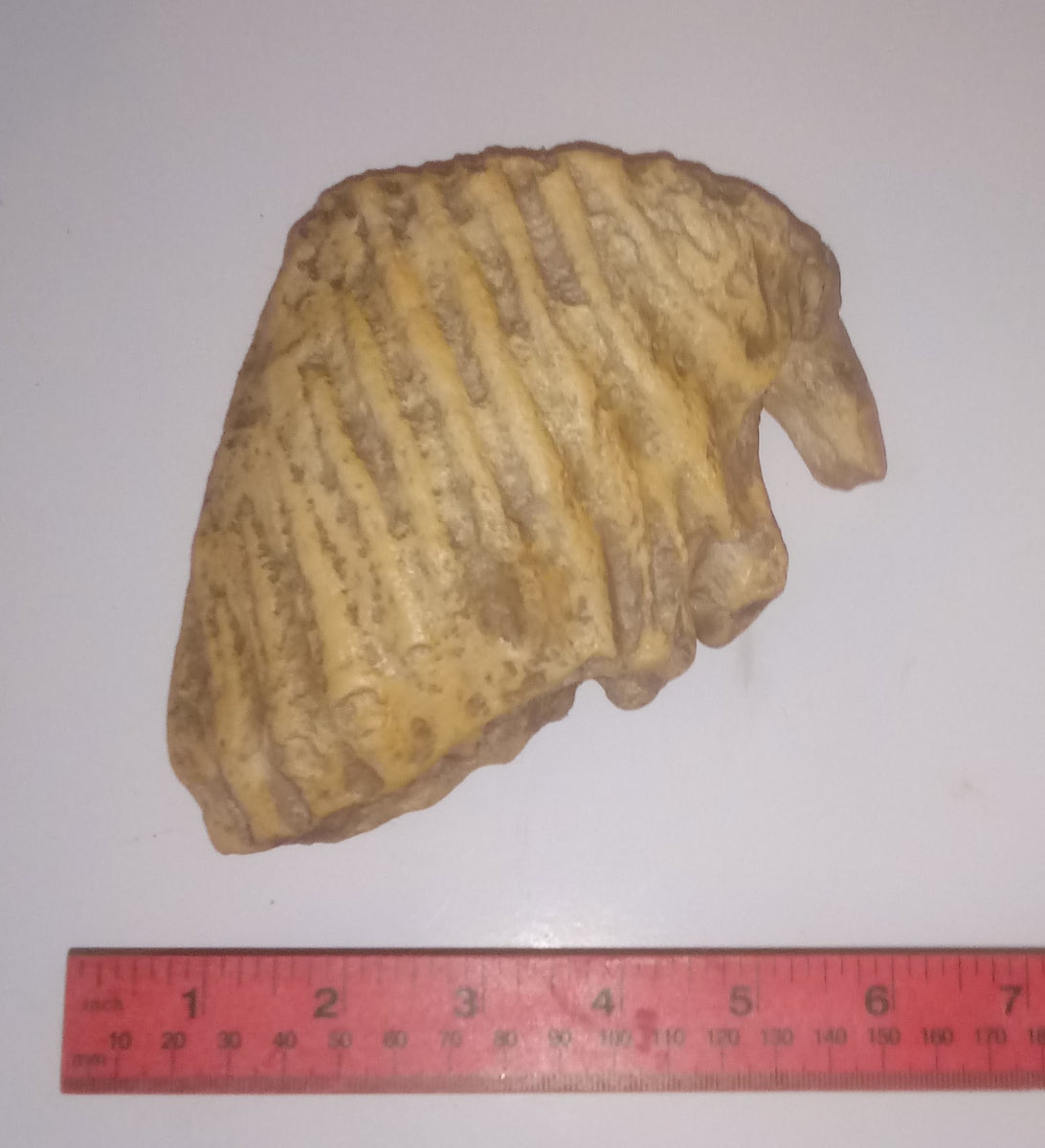 Dwarf Mammoth tooth cast replica – BigfootCasts.com