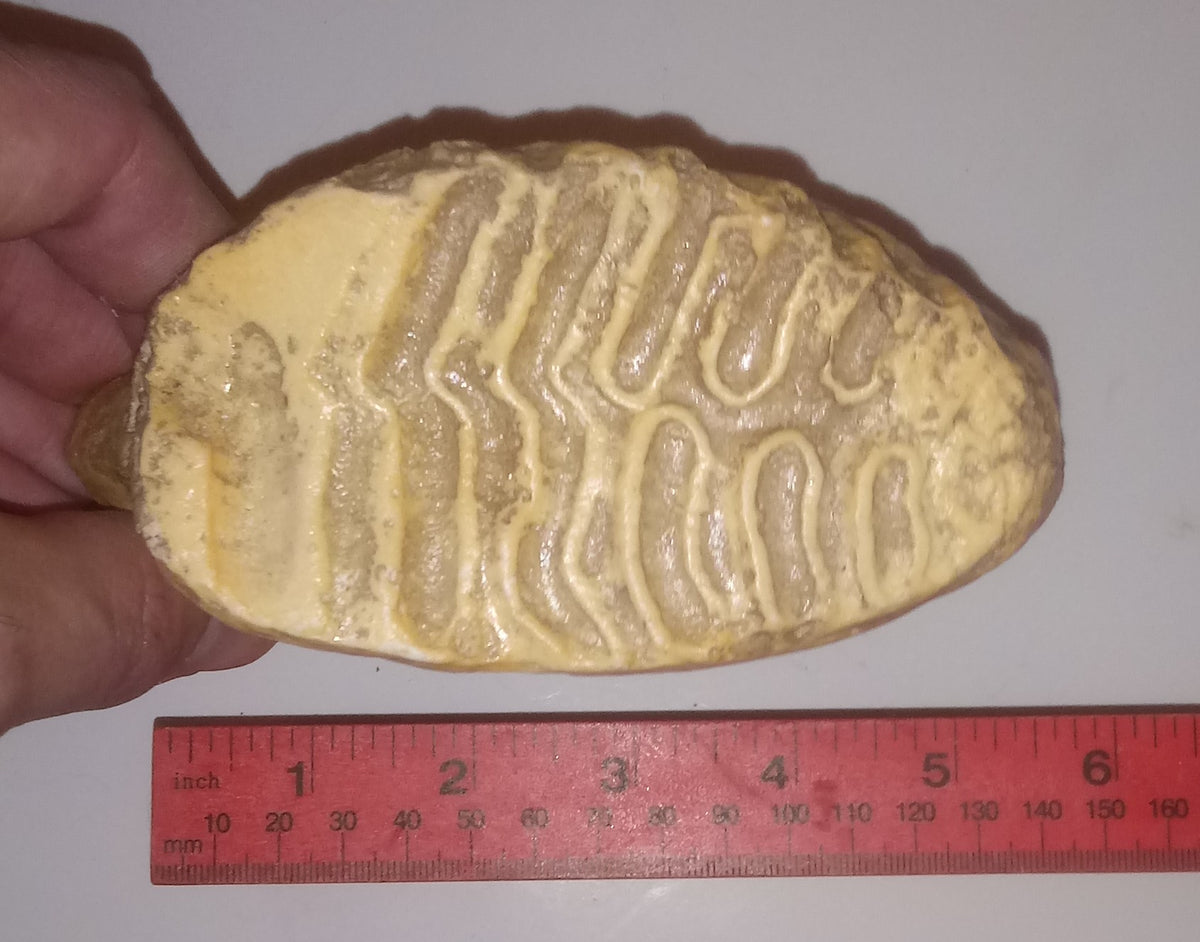 Dwarf Mammoth tooth cast replica – BigfootCasts.com