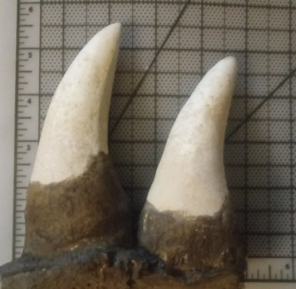 T.rex two teeth casts T-Rex replicas – BigfootCasts.com