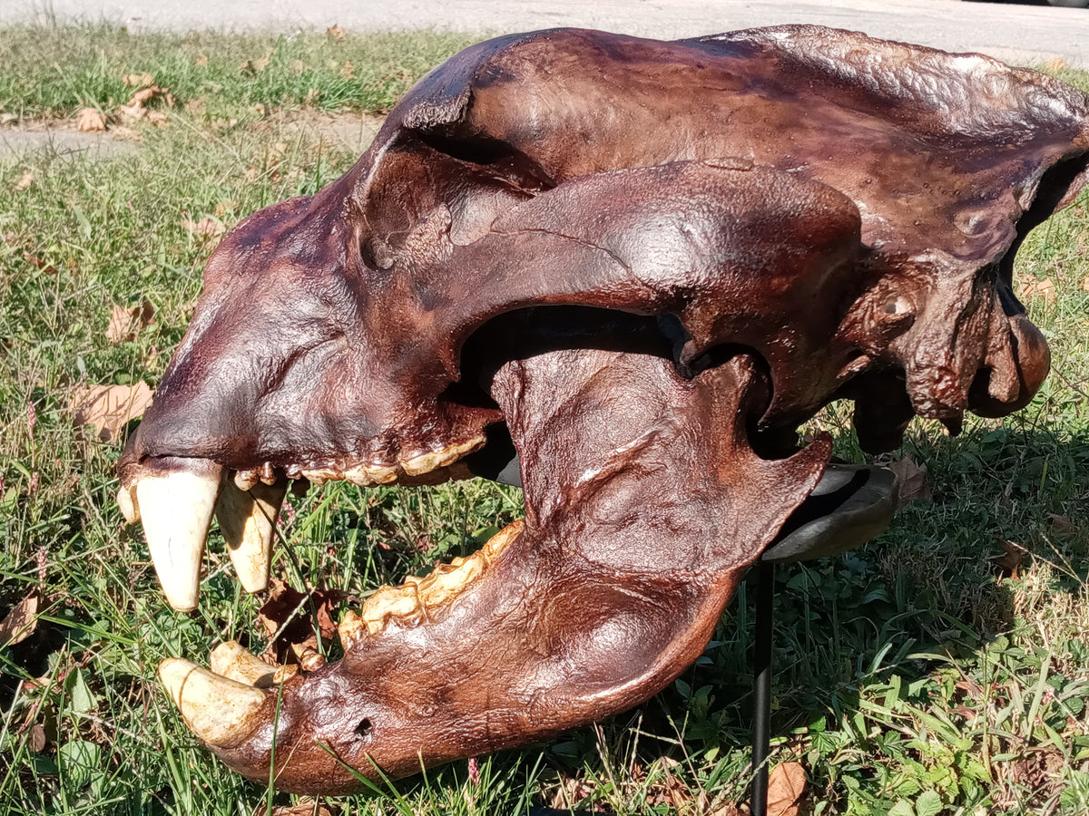 Bear: Short Faced Bear skull fossil cast replica Bone Clones Updated 2 ...