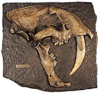 Smilodon skull Cast panel Replica Reproduction – BigfootCasts.com