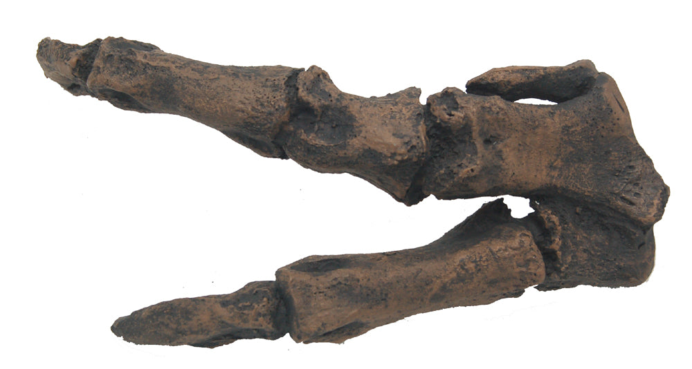 T-rex Adult Right Hand Fossil Cast Replica T.rex Trex – BigfootCasts.com