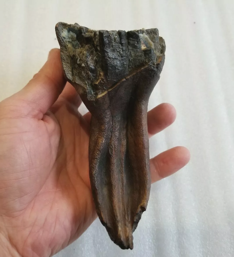 Woolly Mammoth Tooth Fossil. #7 Extinct Genuine. Pleistocene. Ice Age ...