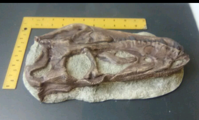 Juvenile Tyrannosaurus Rex T.rex Skull cast replica T-rex ...