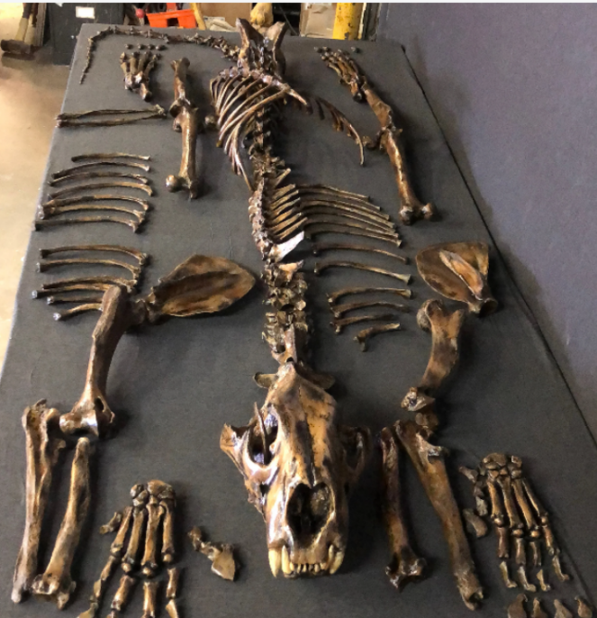 American Lion Disarticulated Skeleton fossil cast replica ...