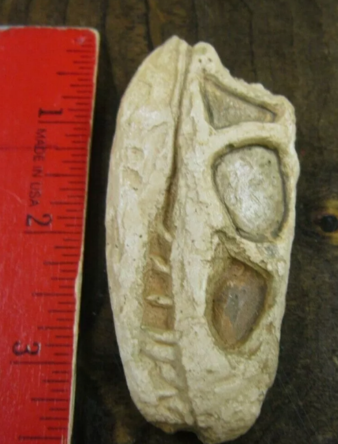 Euparkeria Archosaur skull cast replica SAM-PK-5867 – TaylorMadeFossils ...