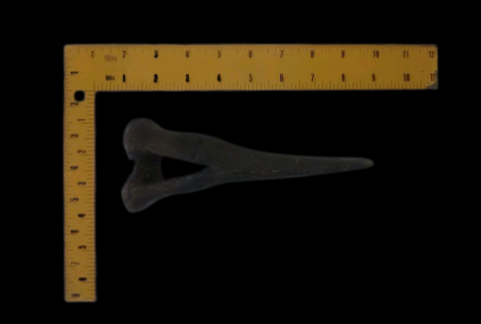 Diplodocus Chevron cast replica #1 – TaylorMadeFossils.com and ...