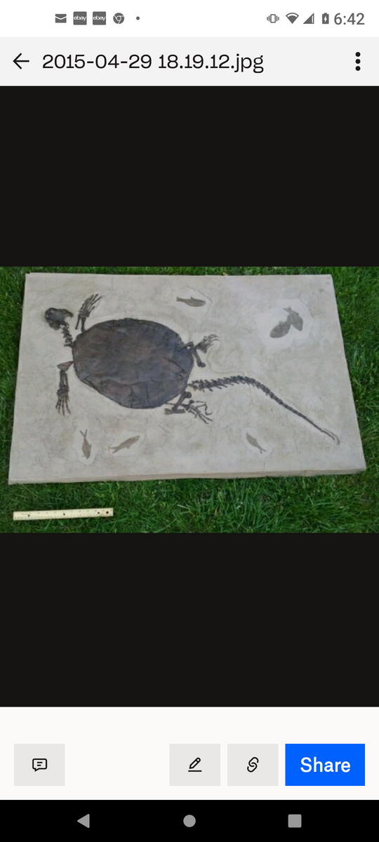 Turtle (Chisternon undatum) skeleton fossil cast replica – BigfootCasts.com