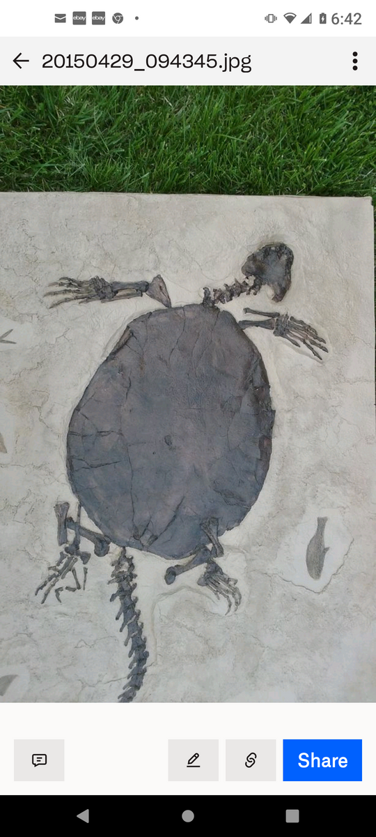 Turtle (Chisternon undatum) skeleton fossil cast replica – BigfootCasts.com