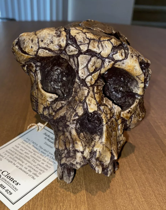 Sahelanthropus Tchadensis Skull Characteristics