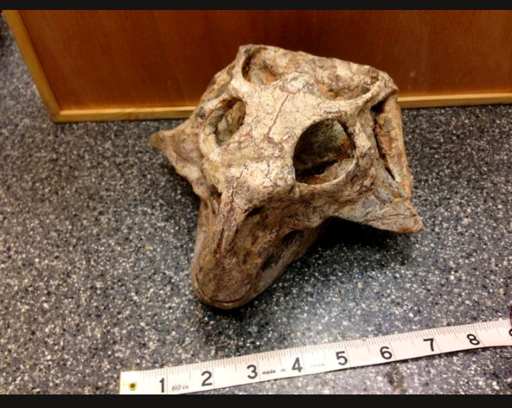 Psittacosaur Skull Cast Replica Dinosaur Reproduction Dinosaur ...