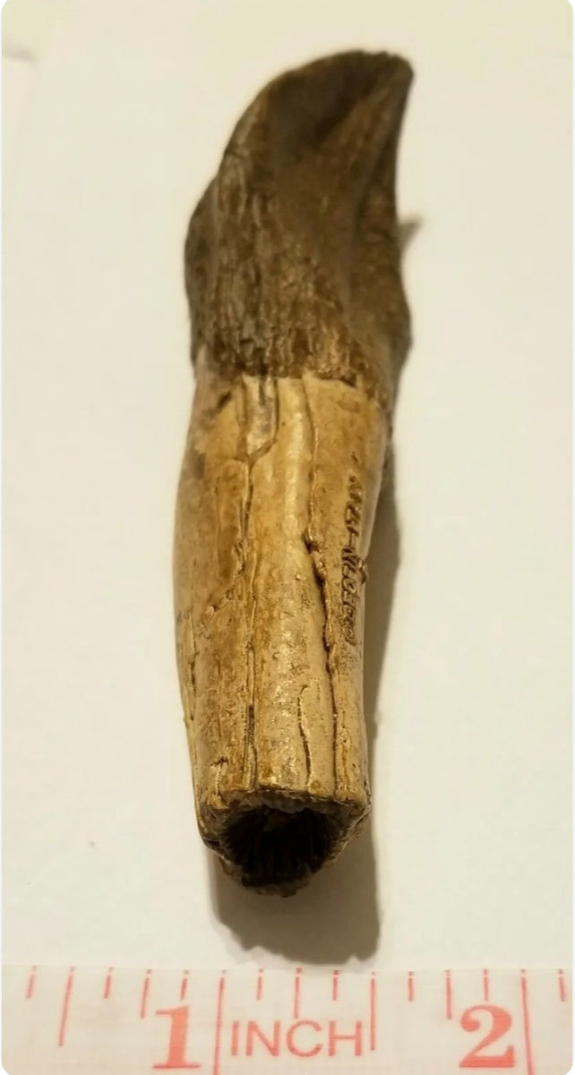 Camarasaurus Tooth Fossil Cast Replica Dinosaur Tooth #1 ...