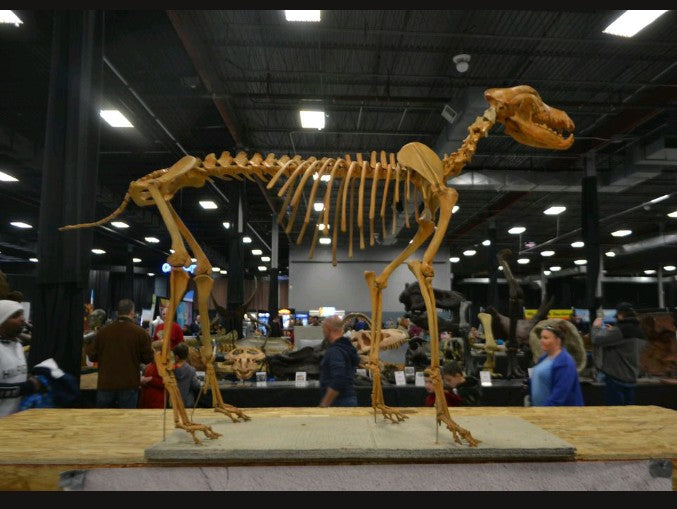 Pleistocene Wolf Skeleton cast replica cast replica reproduction Fossi ...
