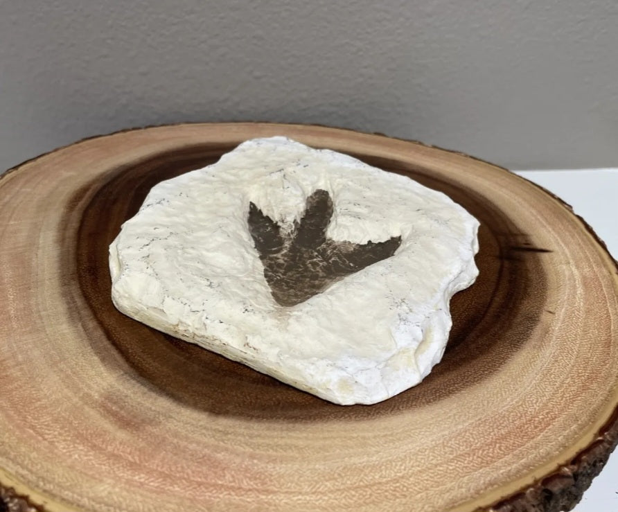 Theropod Dinosaur Footprint Track Cast Replica (Plaster) – BigfootCasts.com