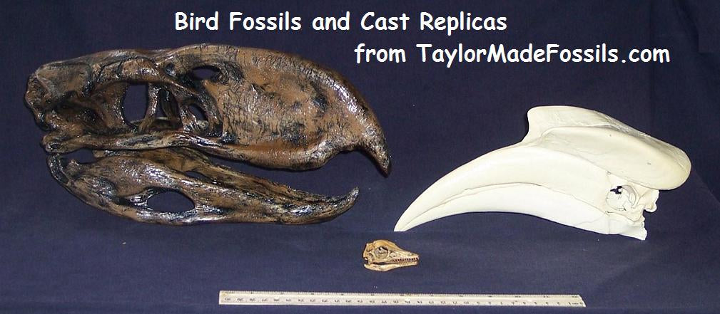 Archaeopteryx skull cast replica recreation – TaylorMadeFossils.com and ...