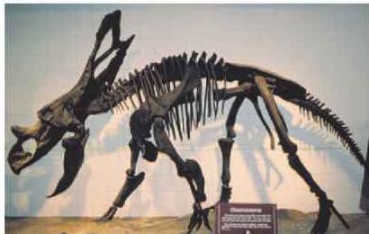 Chasmosaurus Skeleton cast replica dinosaur skull – TaylorMadeFossils ...