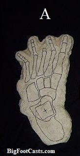 1969 Bigfoot "Cripple Foot" cast "A" – TaylorMadeFossils.com and ...