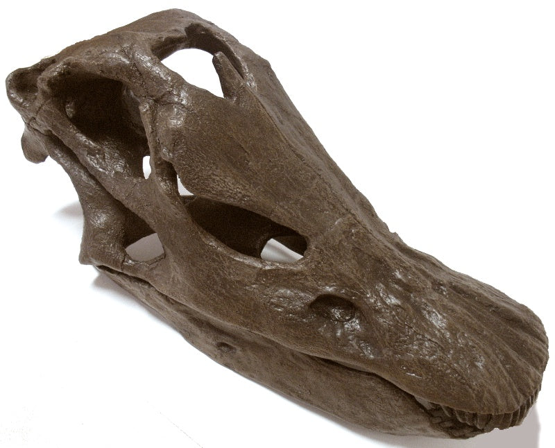 Diplodocus Skull