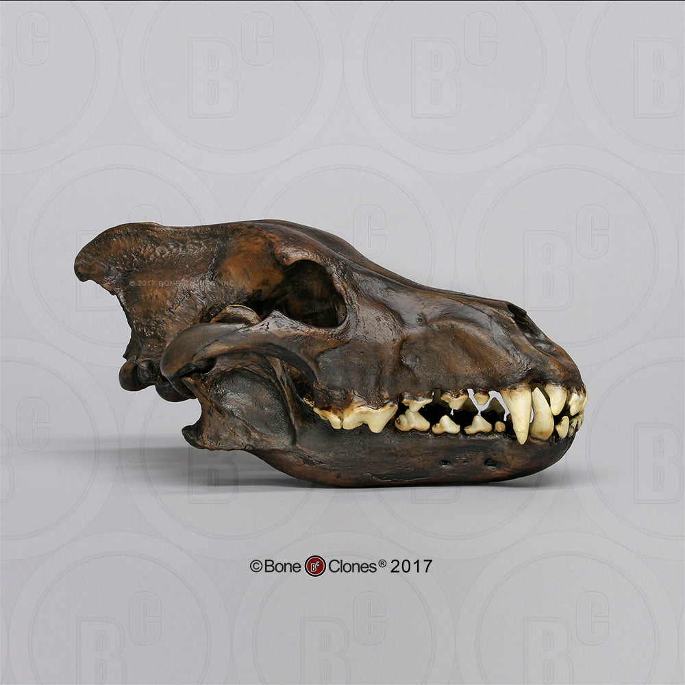 Dire Wolf Skeleton Possible Dire Wolf Skull. Fossil ID The Fossil