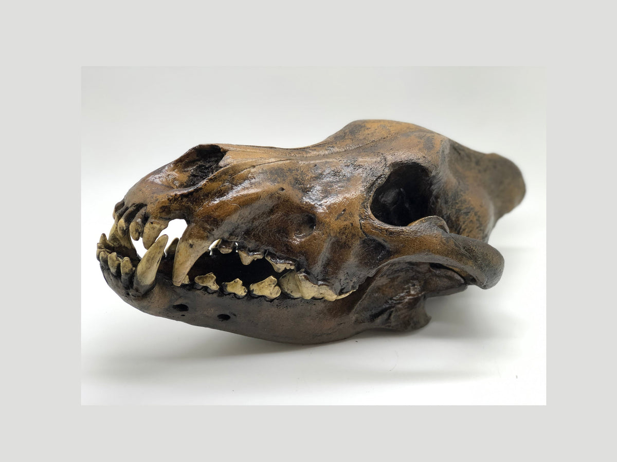 Dire Wolf Skull cast replica #V Skull cast replica reproduction Taylor ...