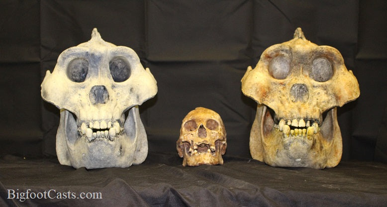 Gigantopithecus Blacki Skull Anthropoids / Hominids