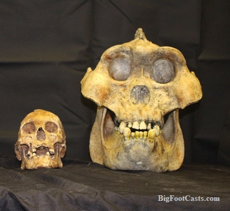 gigantopithecus bones found