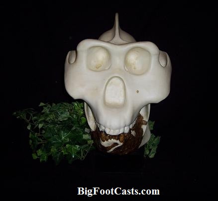 gigantopithecus bones