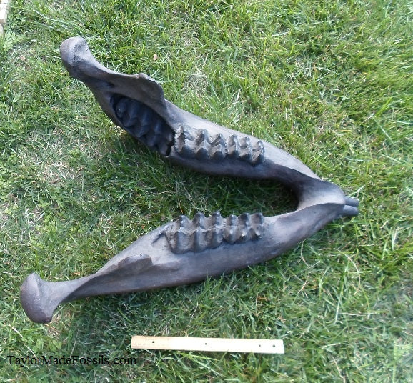 Mastodon jaw (mandible) cast replica Pleistocene. Ice Age ...