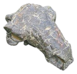 Pawpawsaurus Nodosaurid Ankylosaur skull (lacking mandibles) Dinosaur ...
