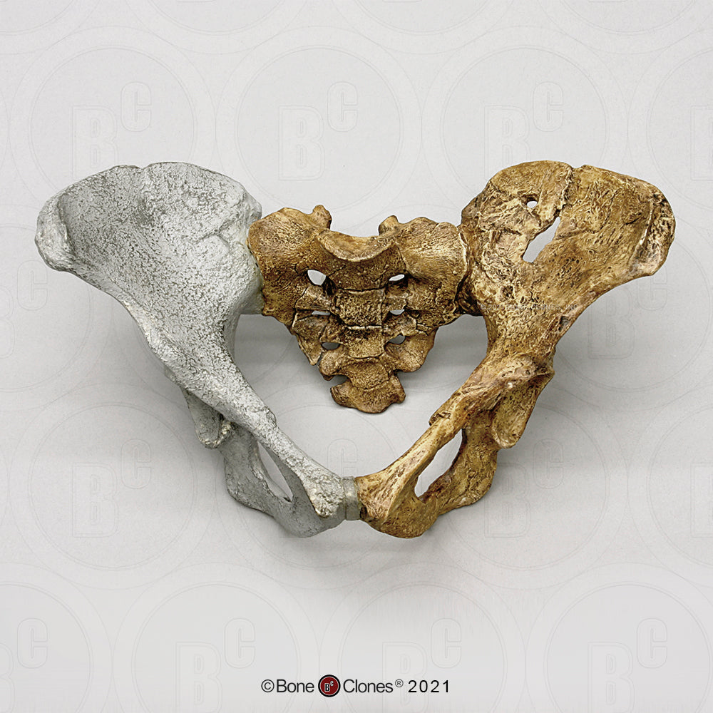 Lucy Pelvis Australopithecus afarensis pelvis hips cast replica ...