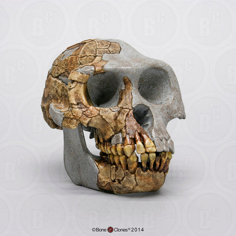 Ardipithecus skull cast cranium replica Full-size reconstruction cast ...