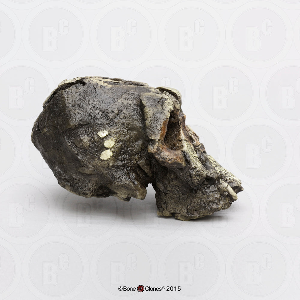 Kenyanthropus platyops cranium replica Full-size reconstruction cast r ...