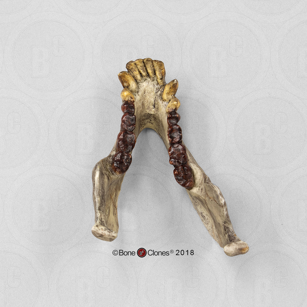 Proconsul africanus skull cranium replica Full-size reconstruction cas ...