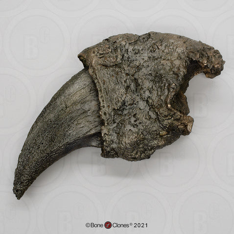 Eremotherium Ground Sloth claw cast replica – TaylorMadeFossils.com and ...