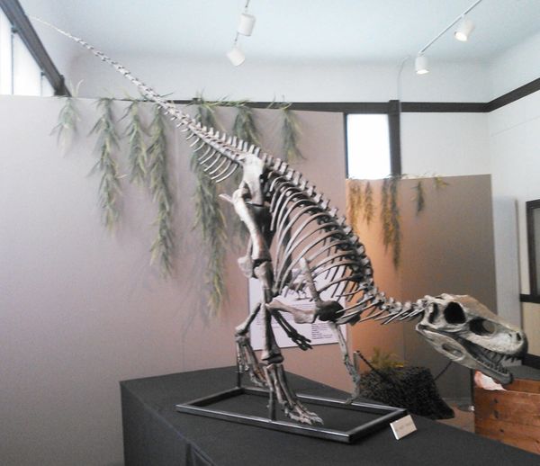 herrerasaurus skeleton