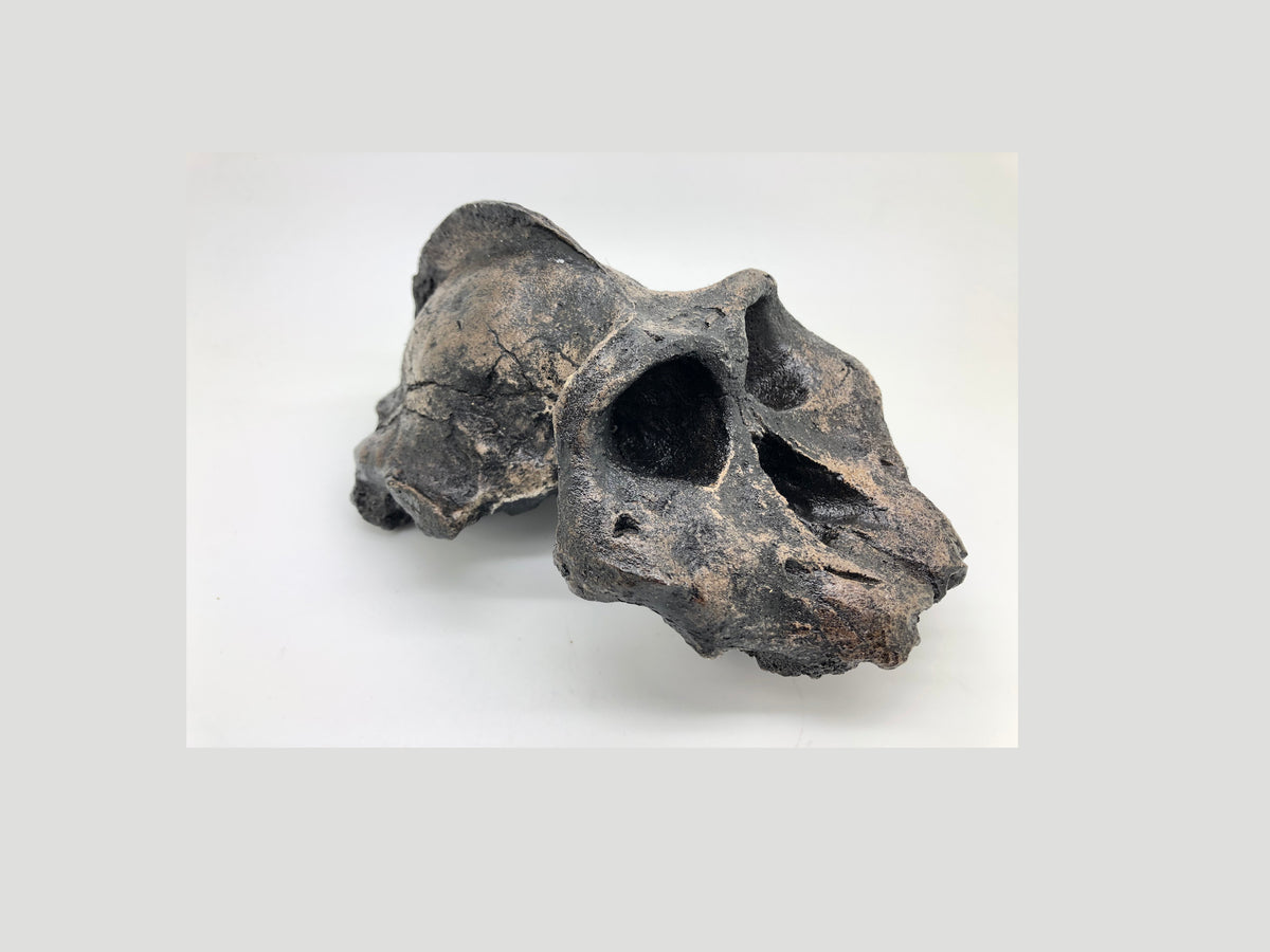 Australopithecus aethiopicus skull cast #2 reconstruction 2022 Price ...